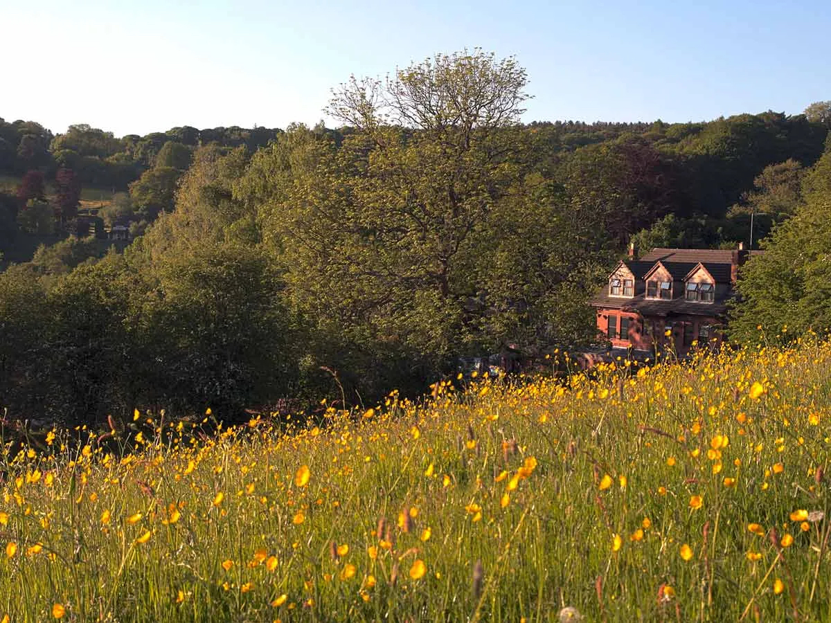 The Laurels | freetobook